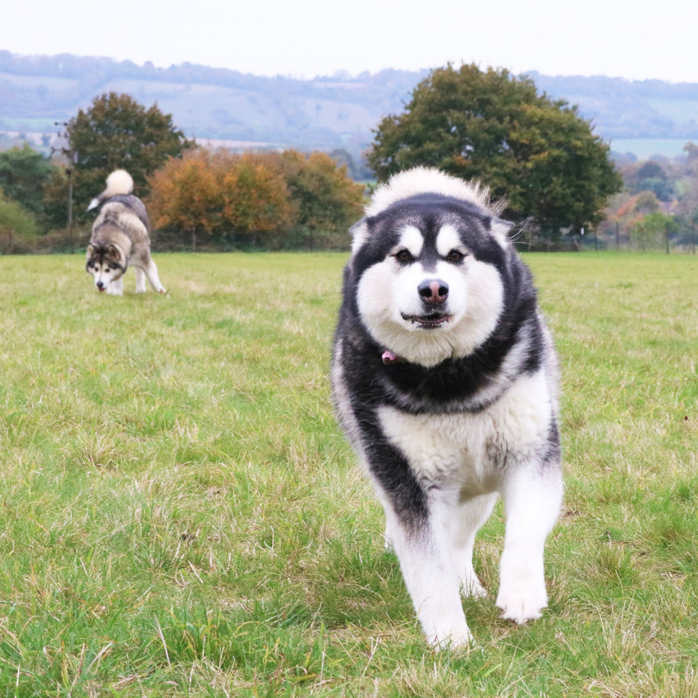 Ryarsh Paw Ground – Church Farm Ryarsh