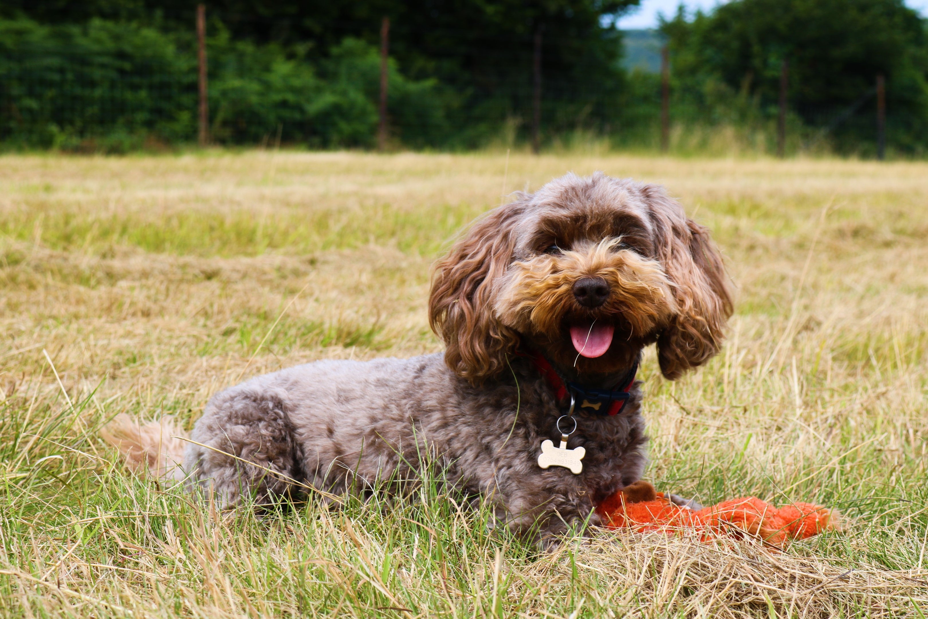 Ryarsh Paw Ground – Church Farm Ryarsh